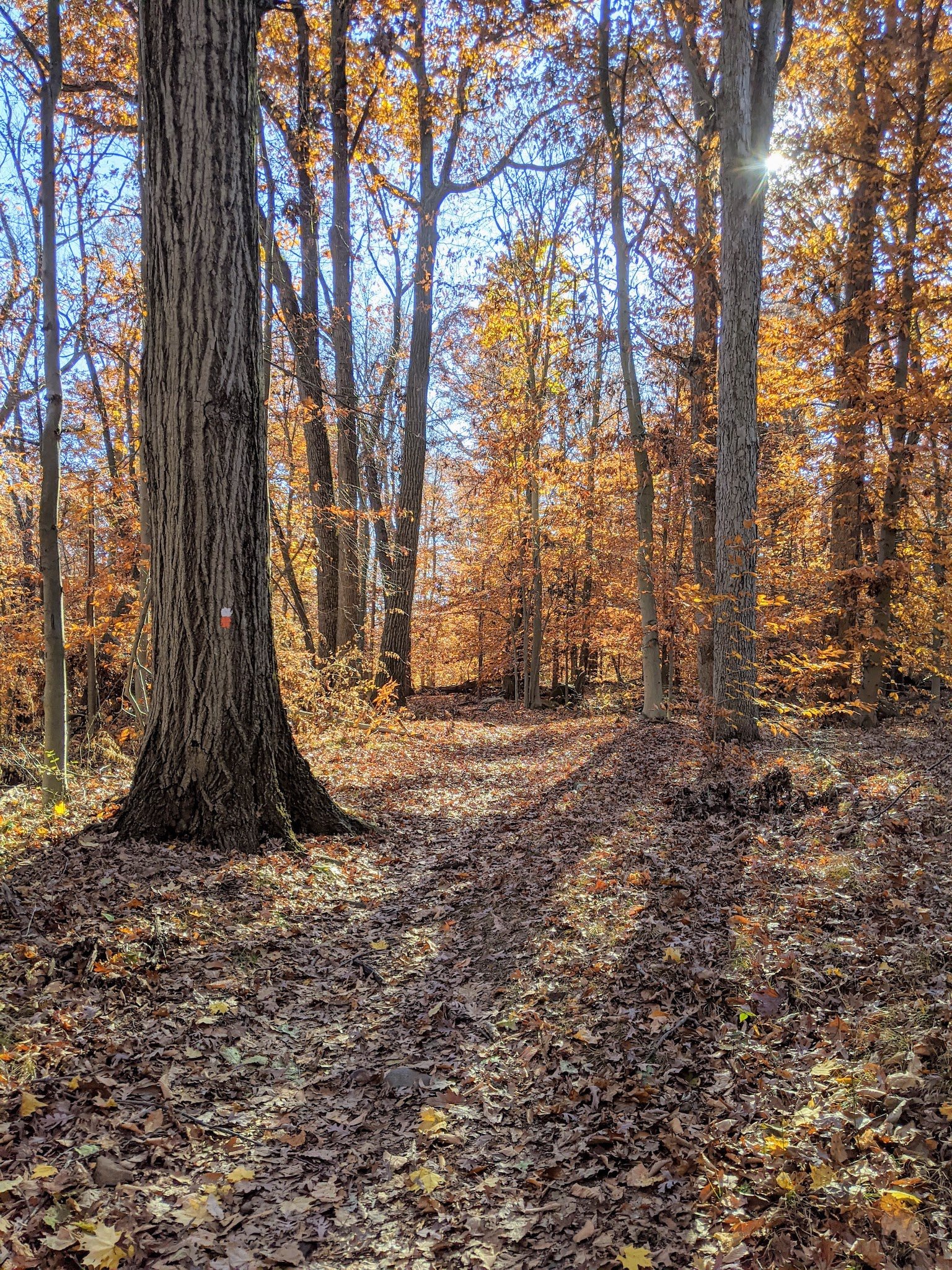 The Interpretive Trail at South Mountain Reservation - Running with Rock